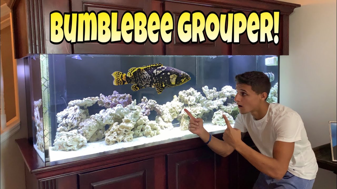 I bought a fish that grows to a 1000lbs!