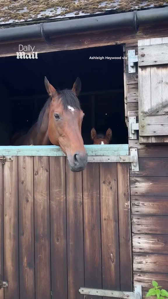 Foal grows tall enough to peer over stable gate at goat