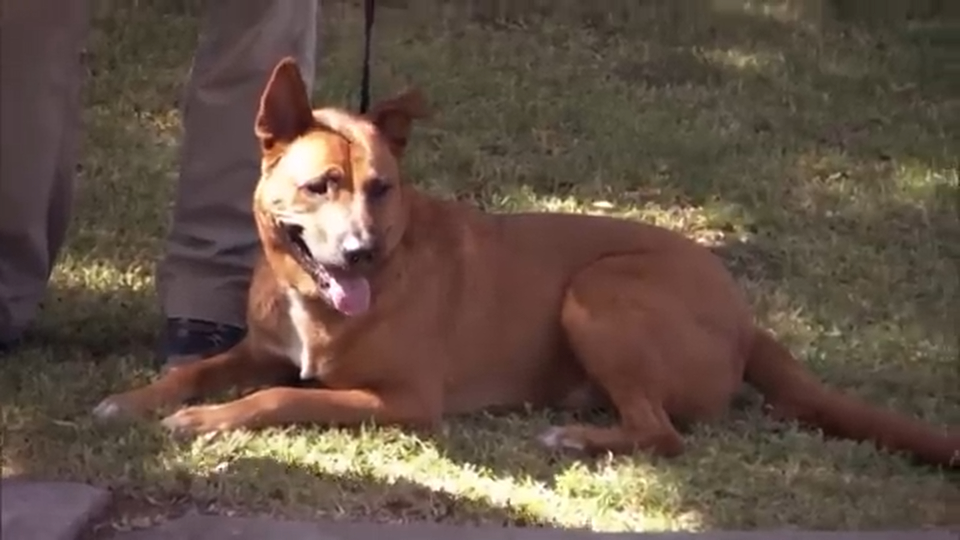 Preparing a dominant dog for a new baby’s arrival｜Dog Whisperer with ...