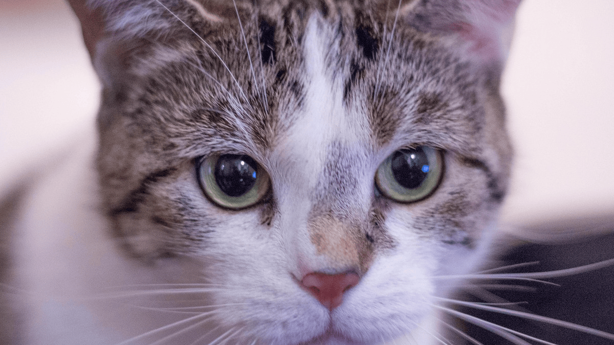 The 9 definitive proofs that your cat is completely crazy about you
