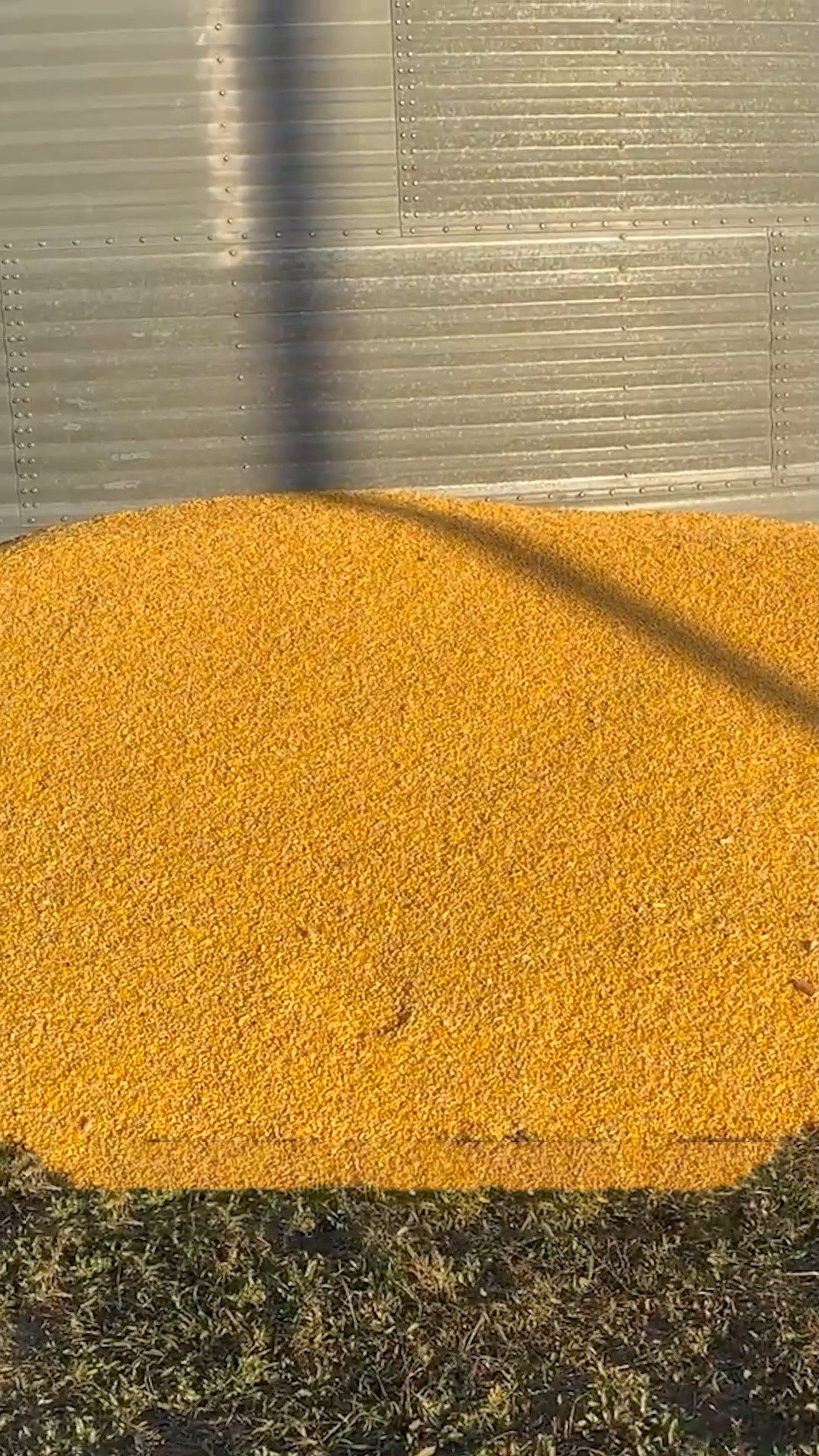 Corn bins filled to the brim