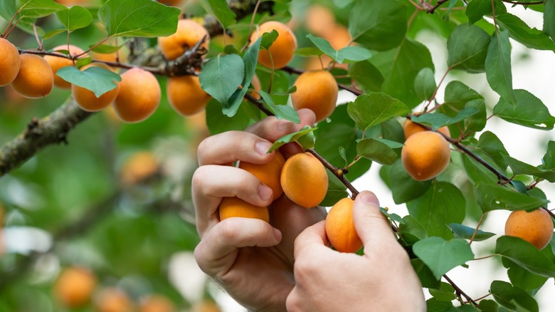 How to prune an apricot tree for a thriving plant & better fruit production