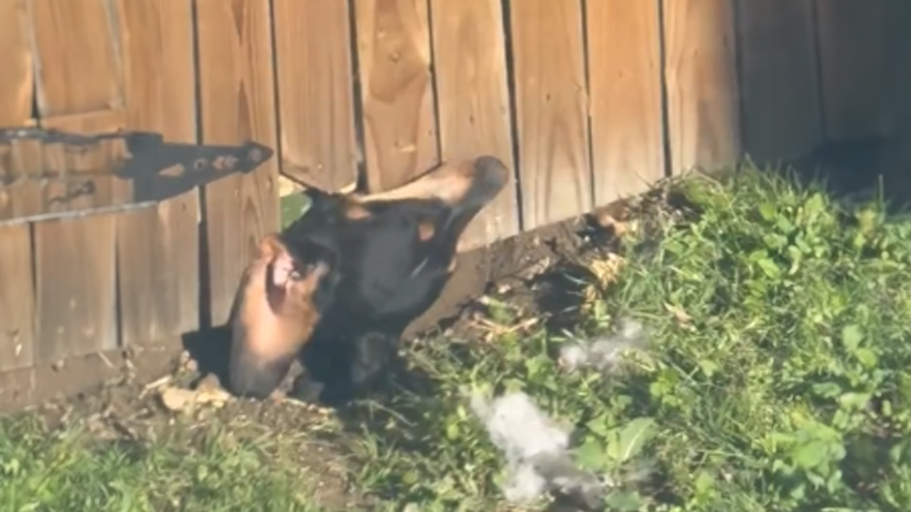 Dog eating his way to freedom