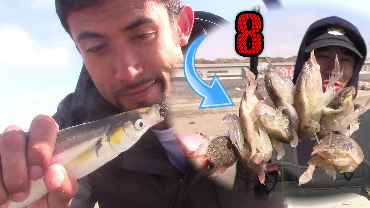 Fishing for striped bass using eight sand crabs on one hook...only got ...