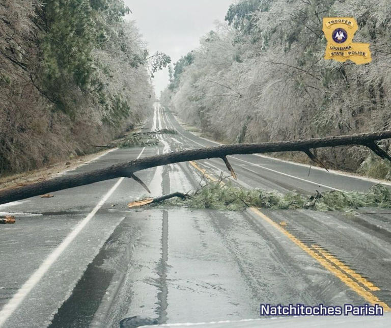 Watch: Tree collapses onto Louisiana road under weight of ice