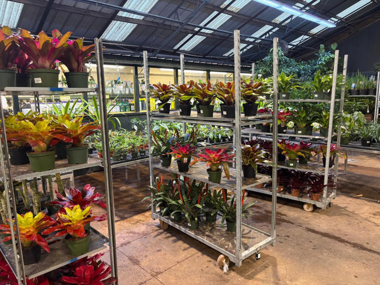 How to protect plants from freezing temperatures