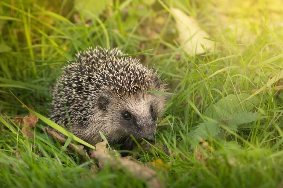 This tiny object in water could save hedgehogs in your garden this winter
