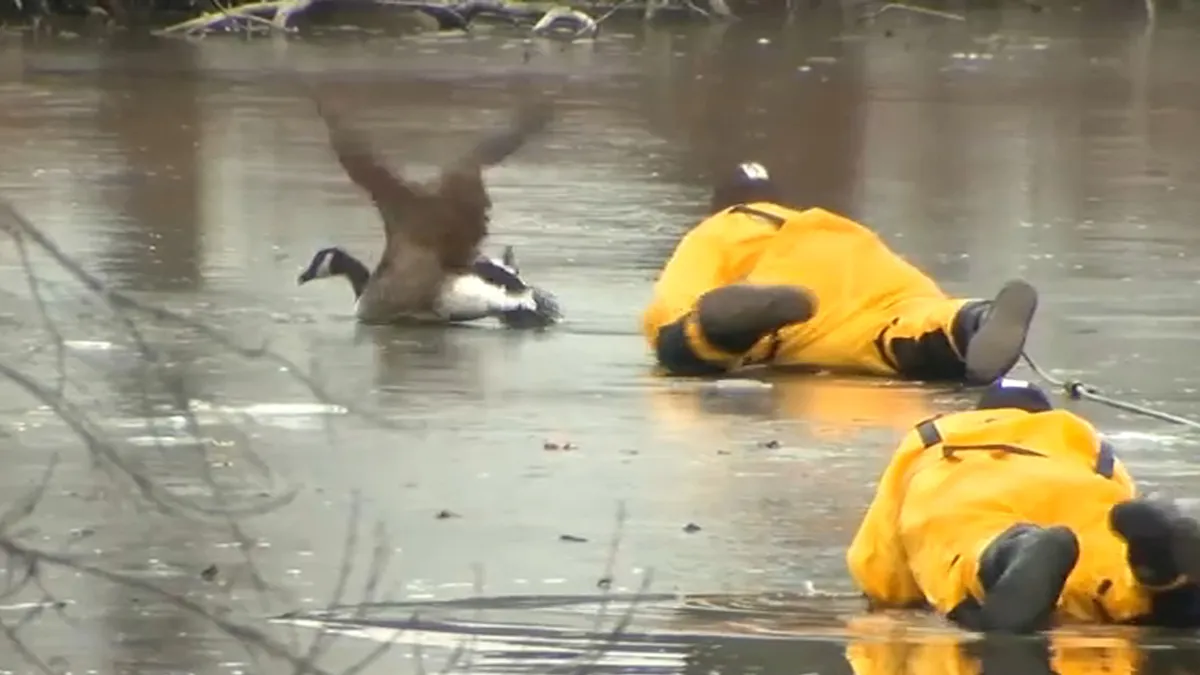 Firefighters save goose stuck on frozen pond