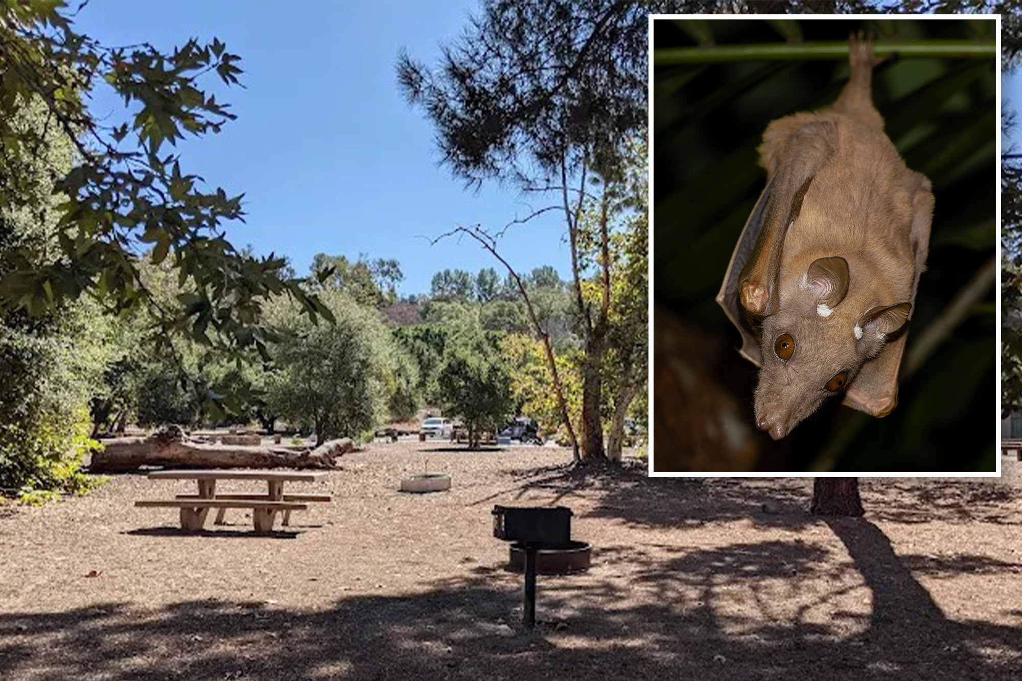 Rabid bat found near popular SoCal hiking trail prompts warning for ...