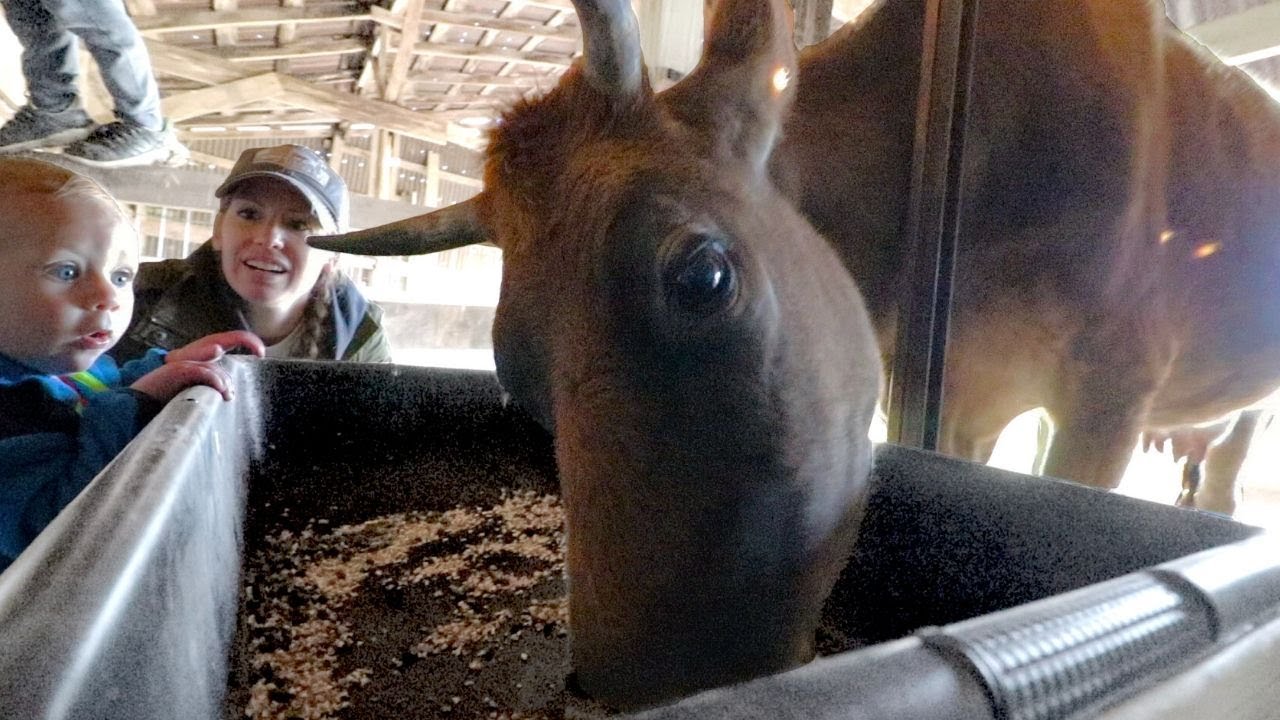 I built a stanchion before the calf arrives!🐄