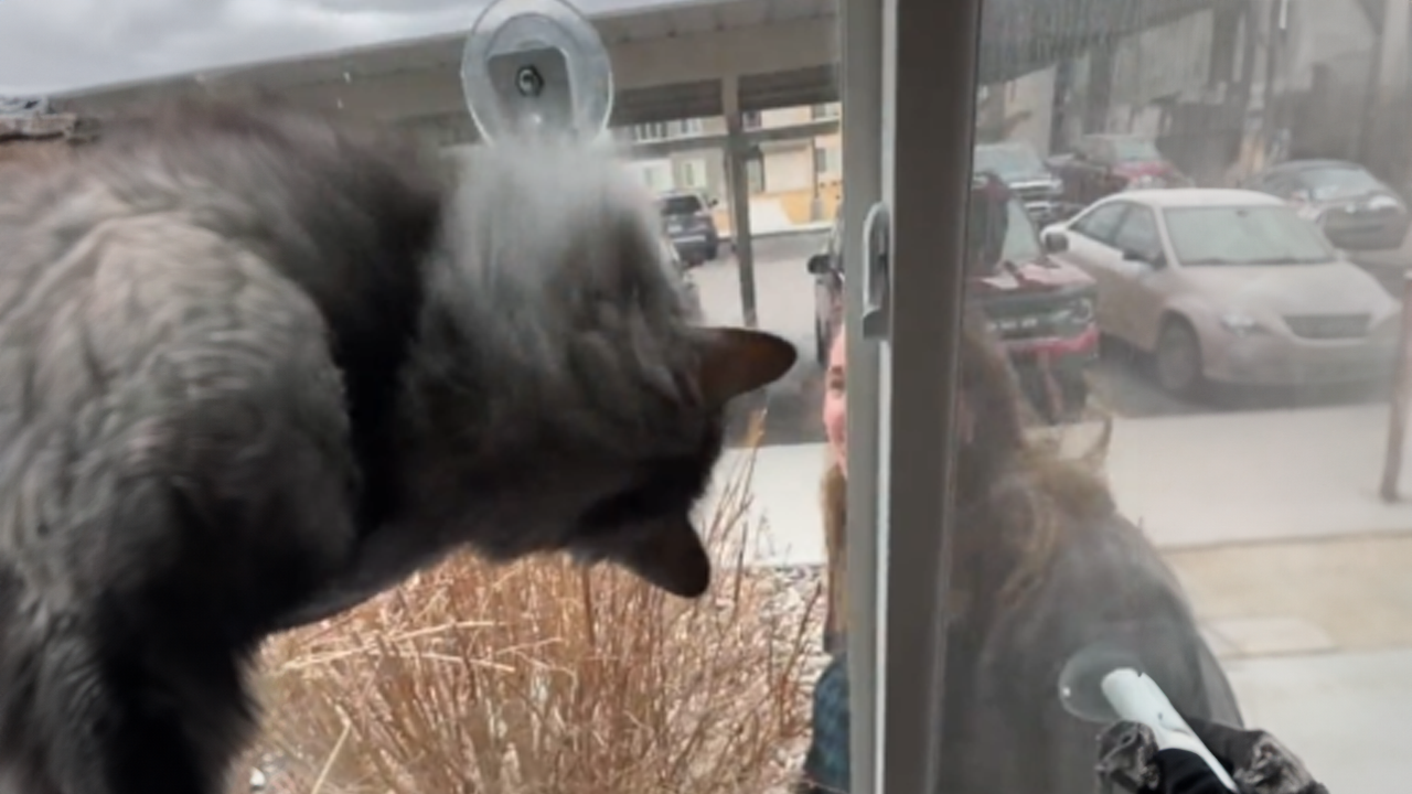 Cat’s joyful welcome home