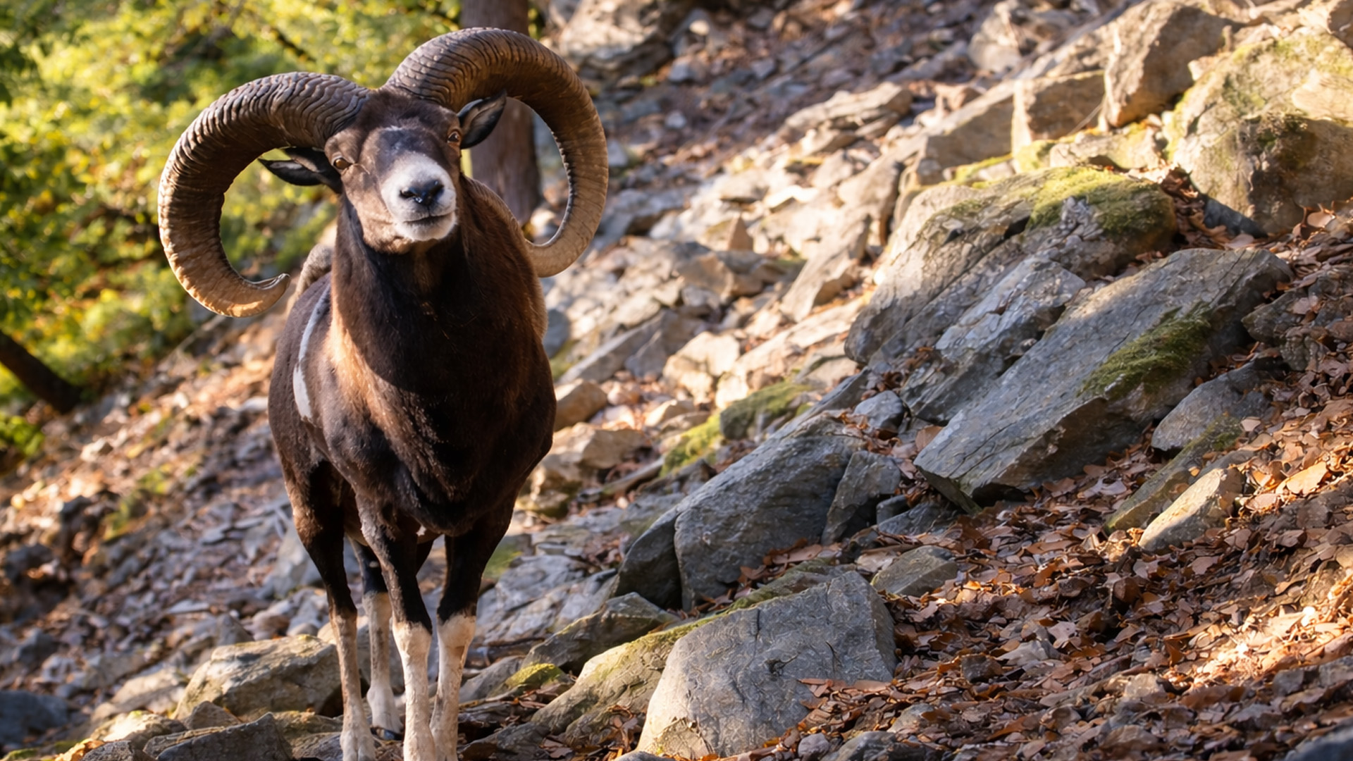 I set up a trail camera for 7 days and here’s what passed by