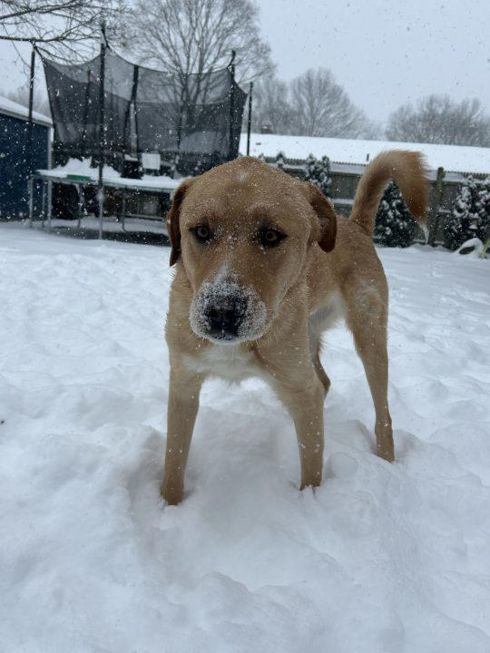 Gallery: Views of the snowstorm around RI, SE Mass.