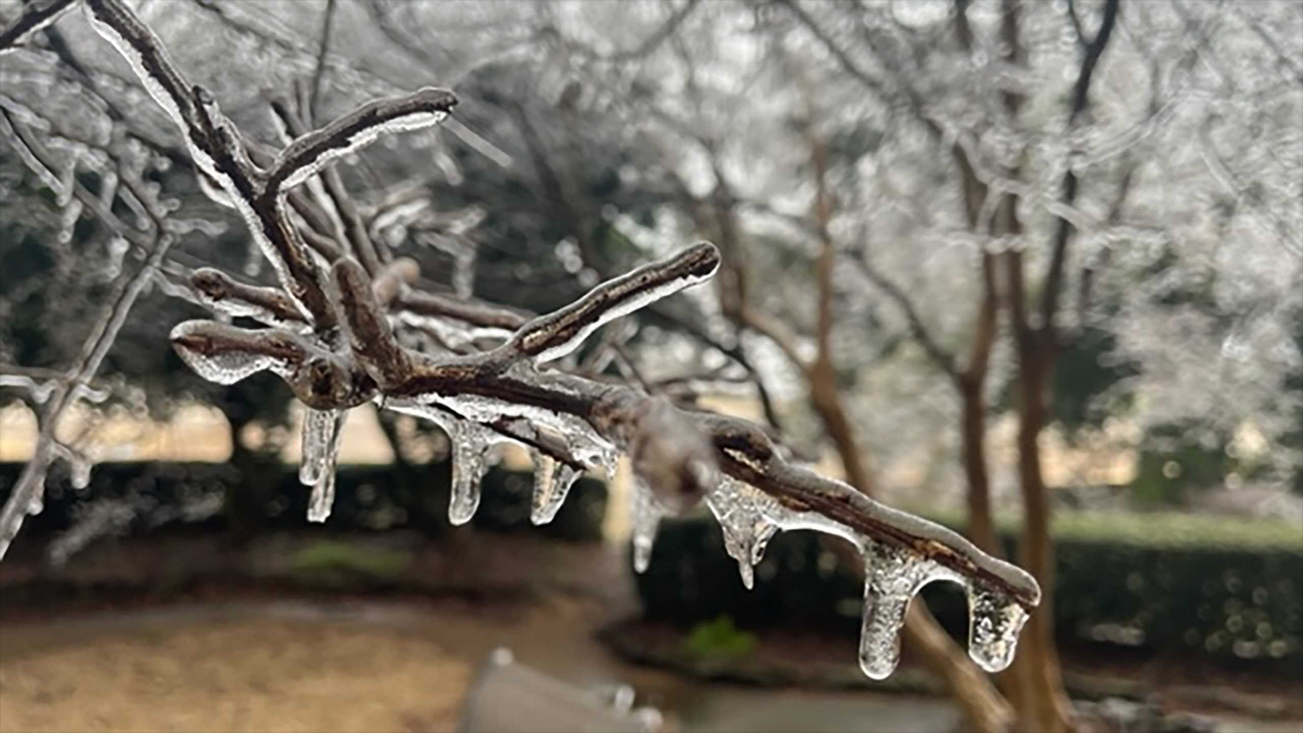 Fallen tree splits trailer home in Vicksburg, trapping mother and baby