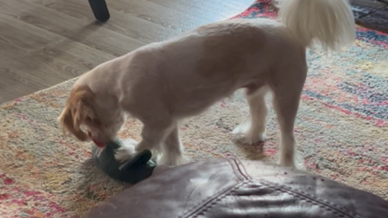 Dog misjudges couch jump