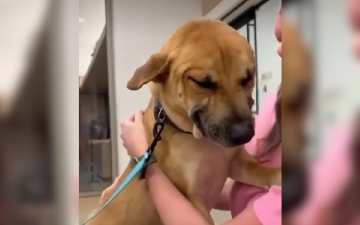 Shelter dog can’t stop smiling at woman visiting–he knows what it means