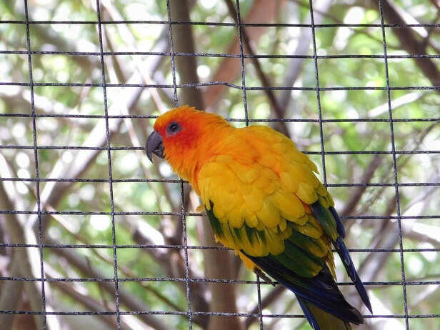Trapped in a cage: Can birds lose their joy in captivity?