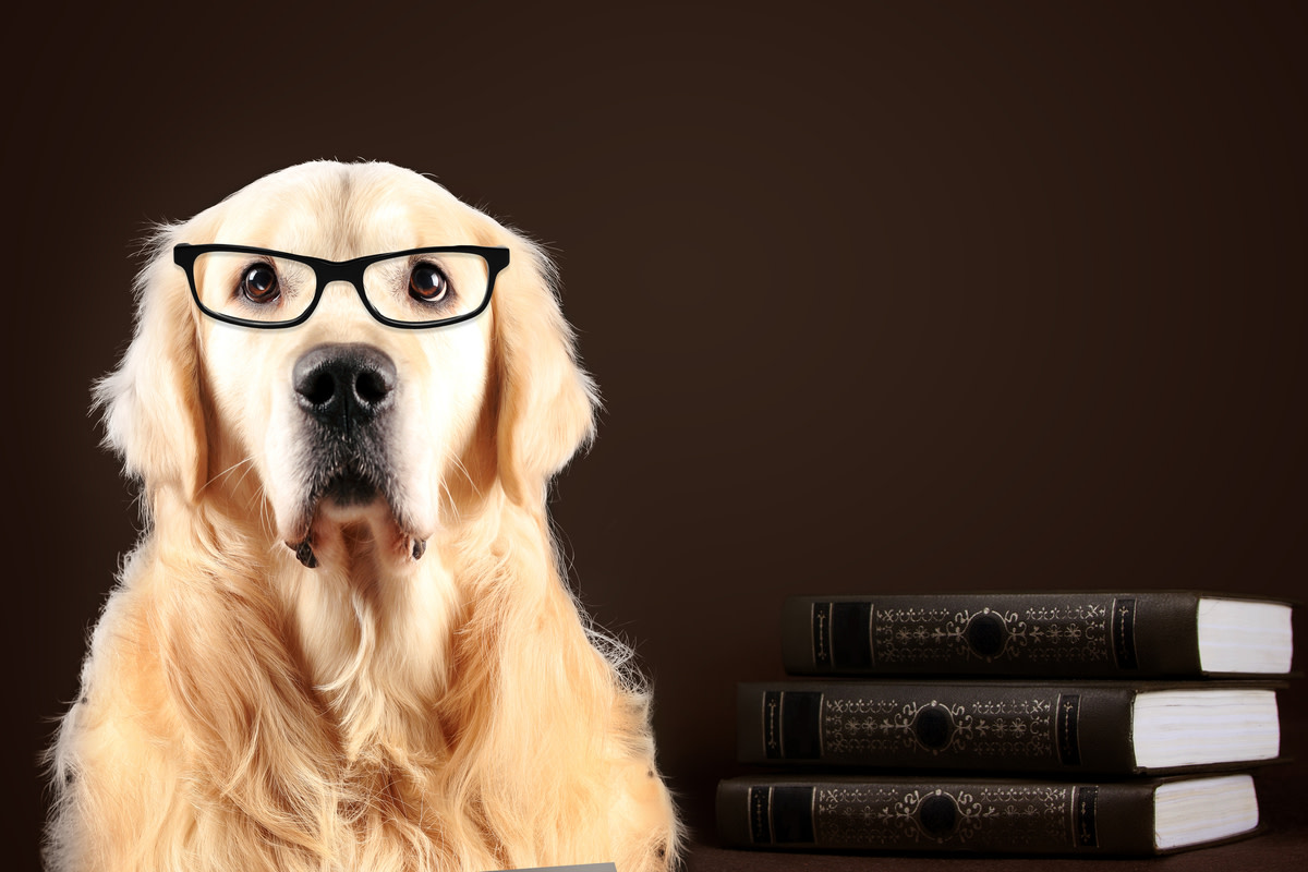 Rescue golden retriever fascinated with books has the perfect wind-down ...