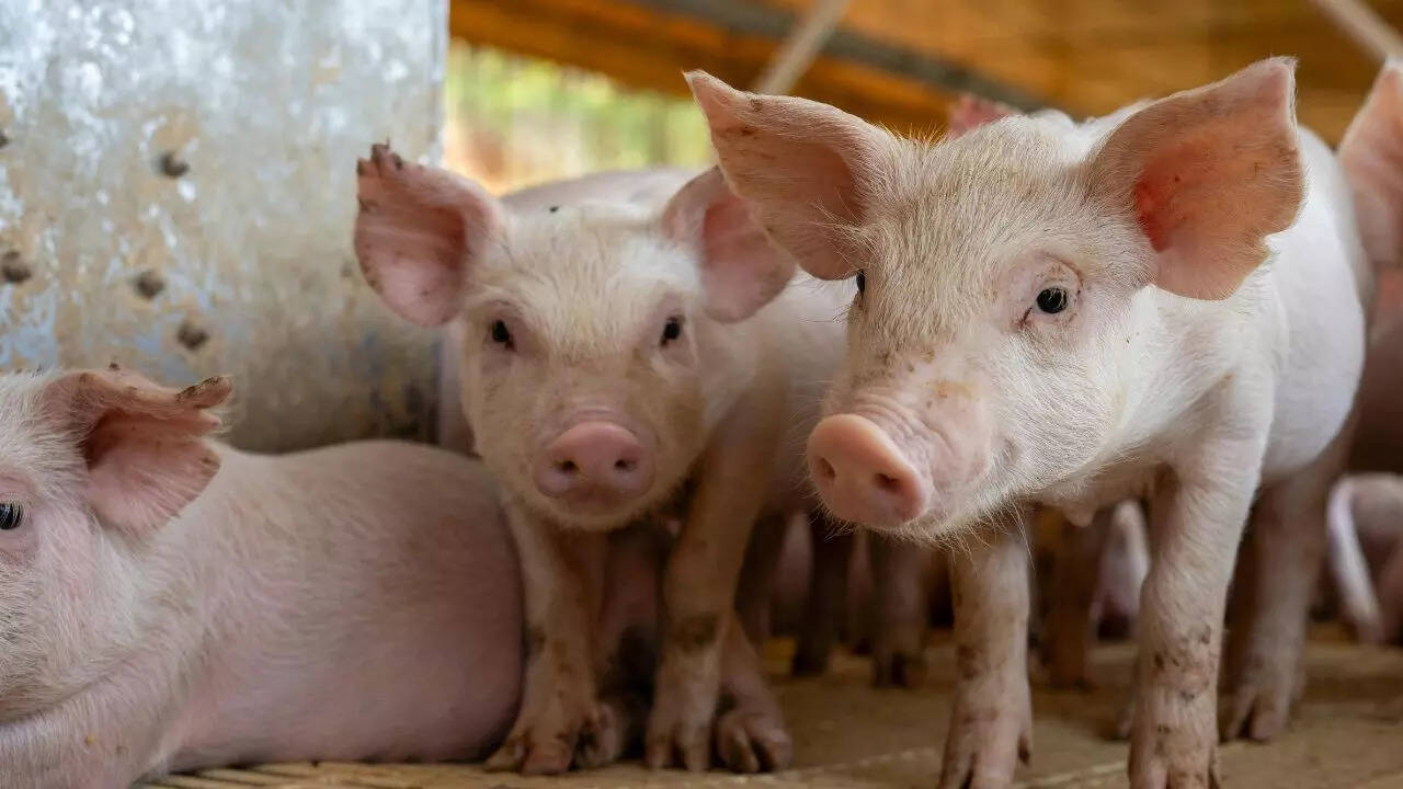 The surprising intelligence of pigs: How they play games, solve ...