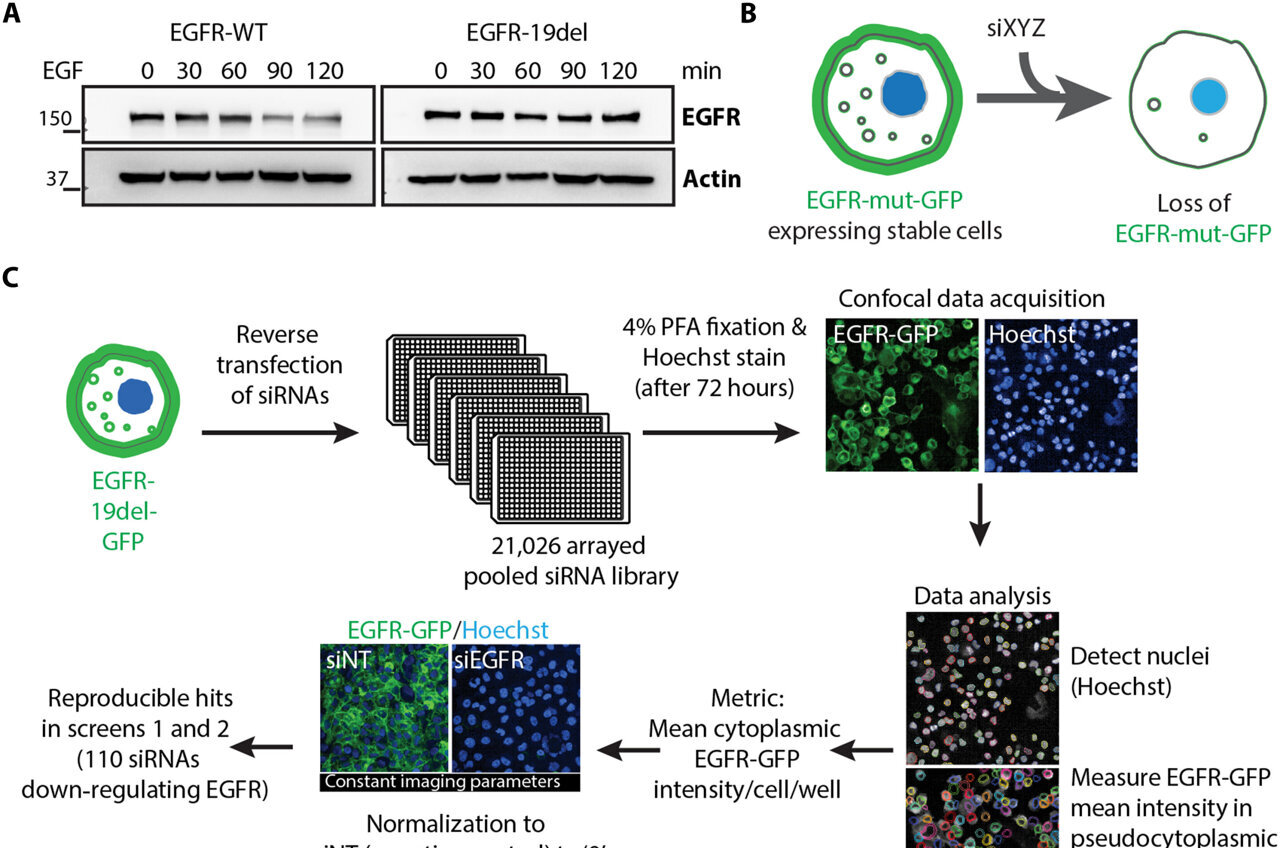Scientists discover lung cancer's 'bodyguard system'—and how to disarm it