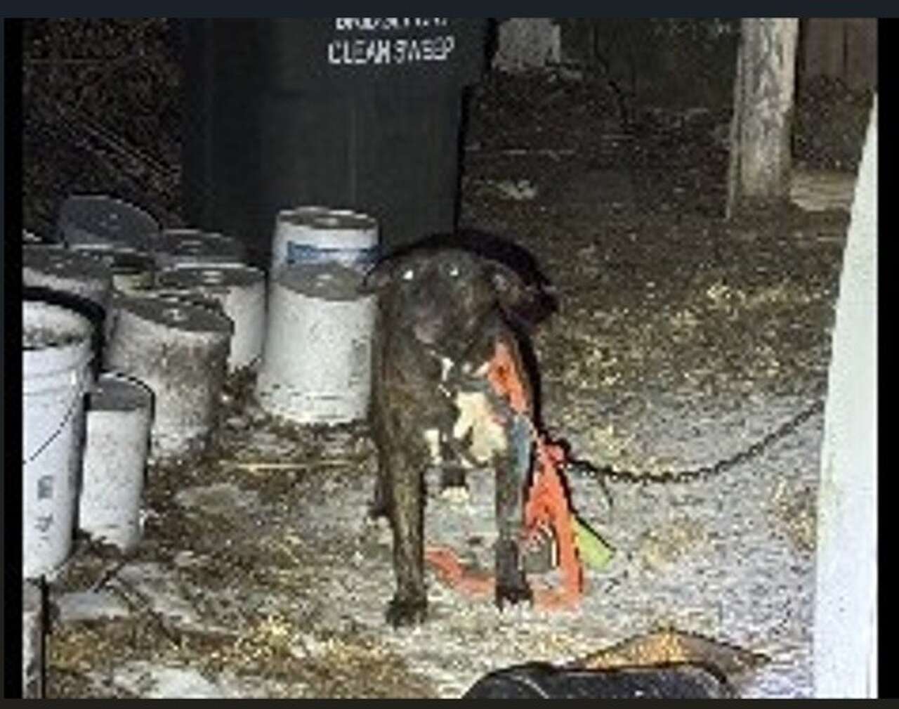 Bridgeport men faces charge after dogs found outside in freezing cold
