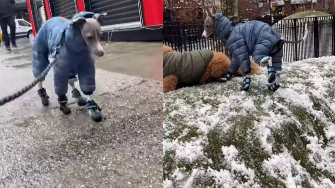 Why NYC is obsessed with this dog learning to walk in snow boots — watch