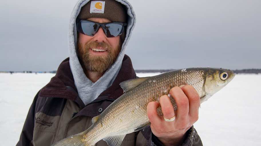 Why ciscoes are my favorite fish to pull through the ice