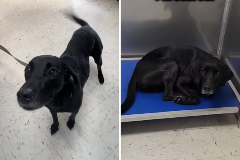 Tears as rescue dog realizes he's back at shelter—but his story wasn't over