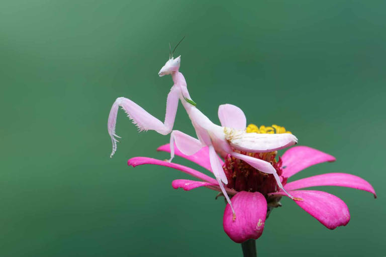 Orchid mantis: The expensive exotic insect you thought was a flower