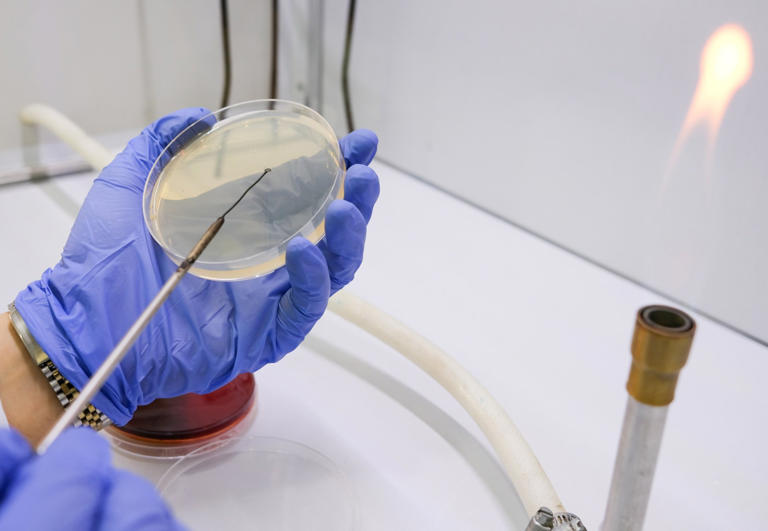 AI designs virus to attack deadly E coli bacteria