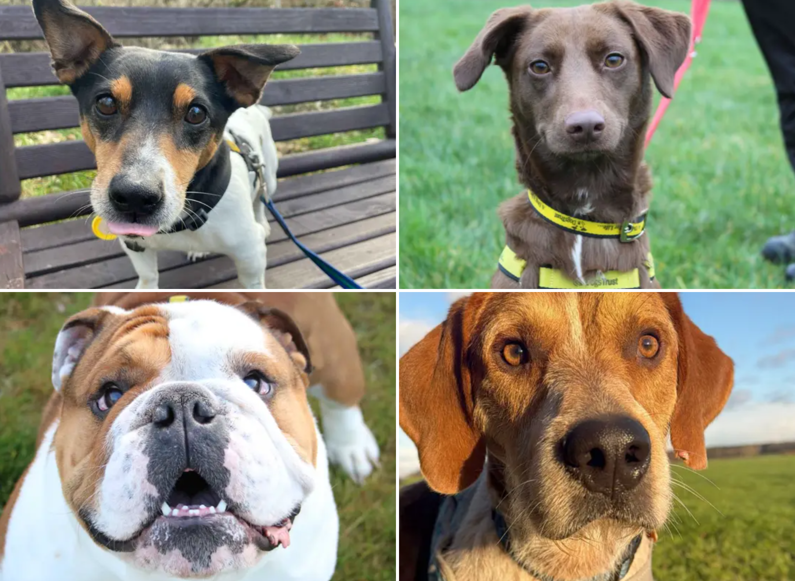 17 cute Dogs Trust canines looking for their forever homes right here ...