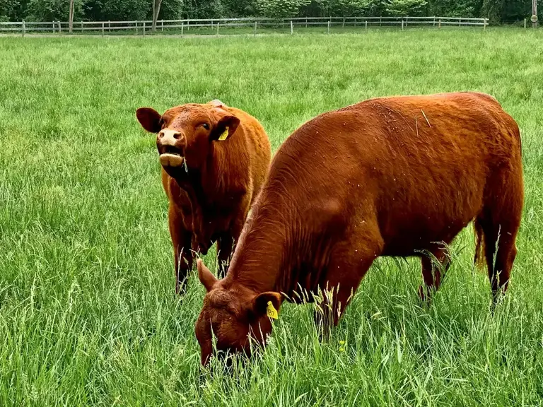 The dark truth about "grass-fed" beef: The legal gray area tricking ...