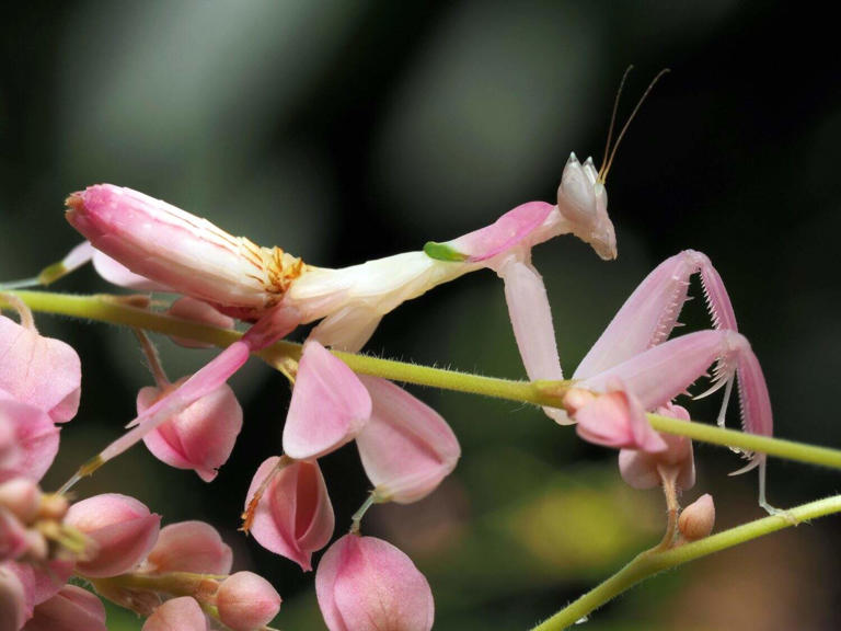 Orchid mantis: The expensive exotic insect you thought was a flower