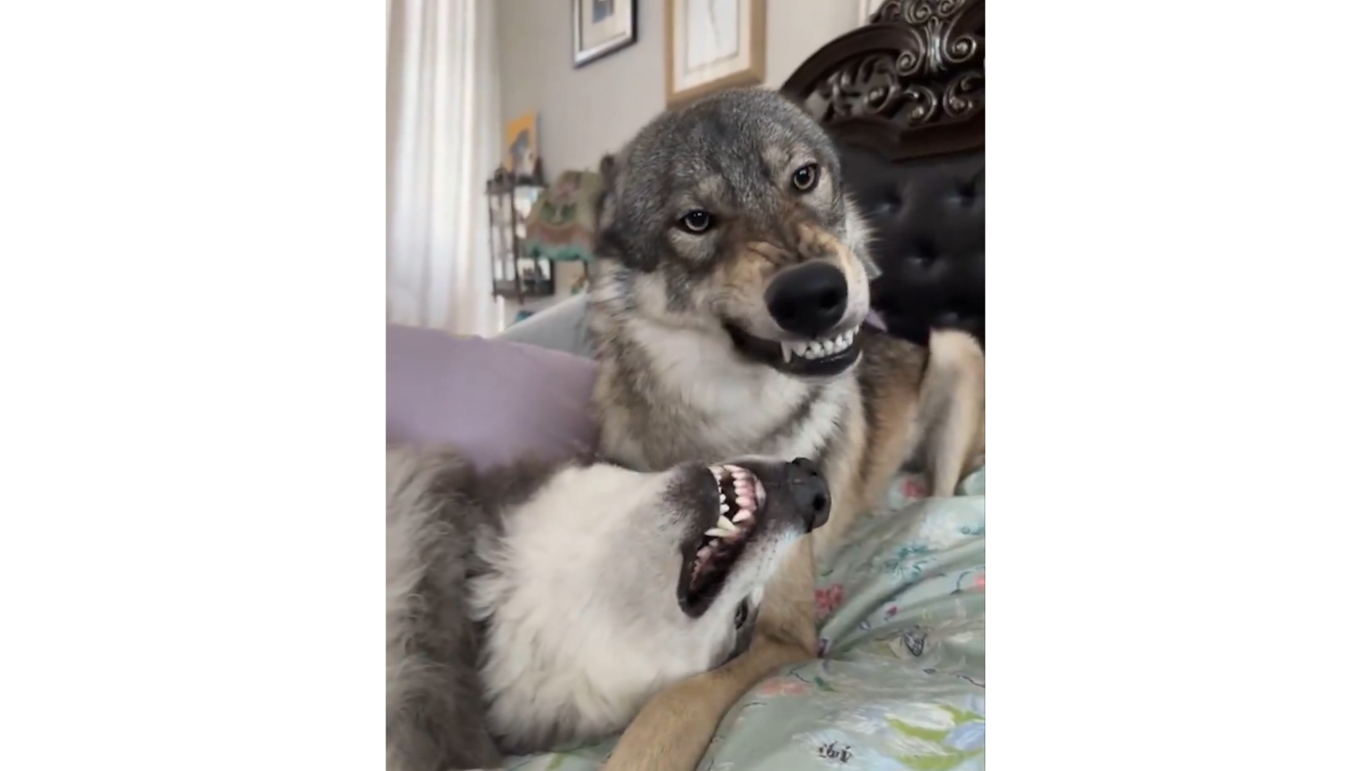 Dogs and wolves show love by nibbling each other's faces