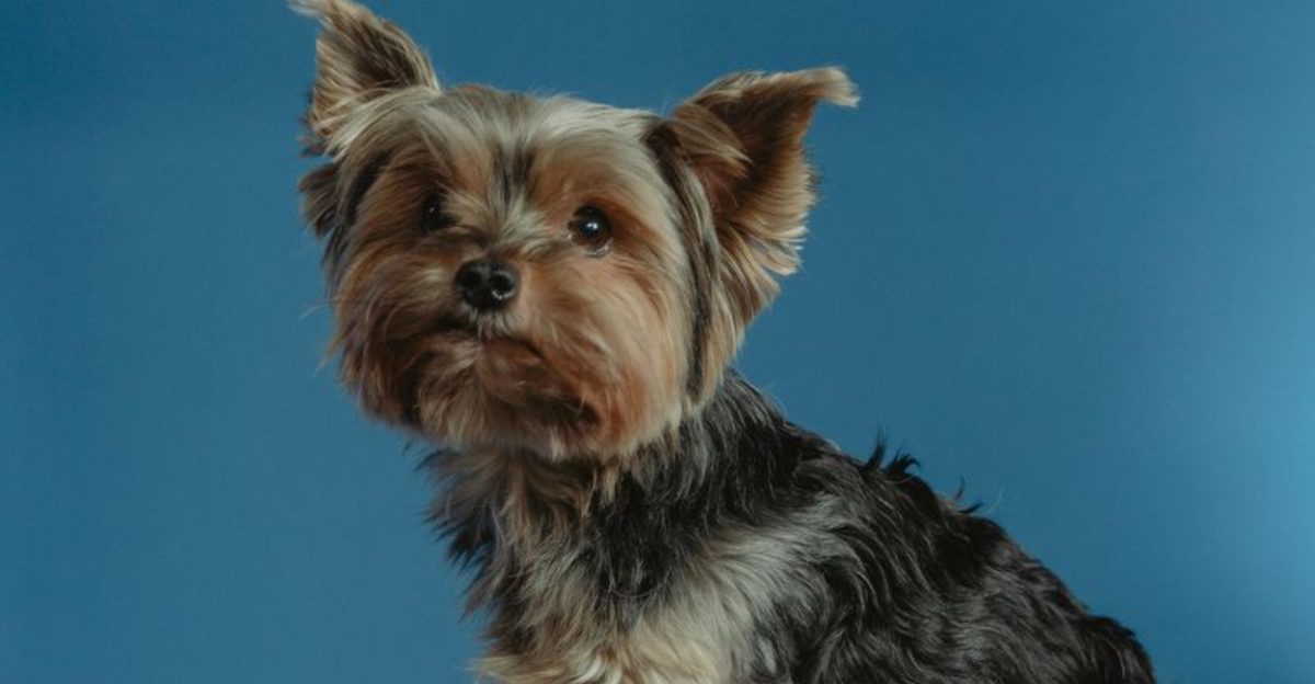 Puppy ads on social media are under fire – 12 breeds most used in viral ...