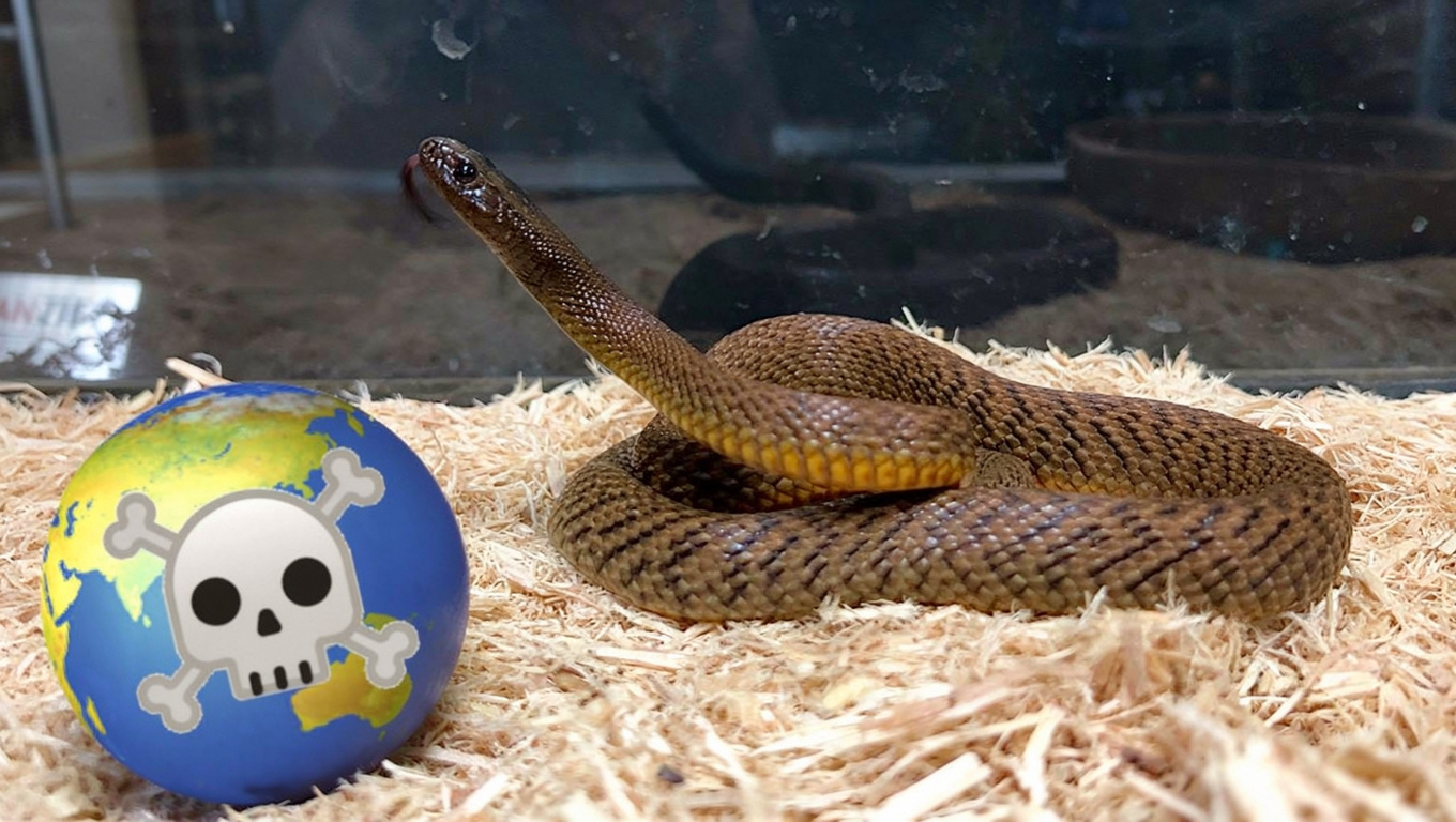 World’s most venomous snake