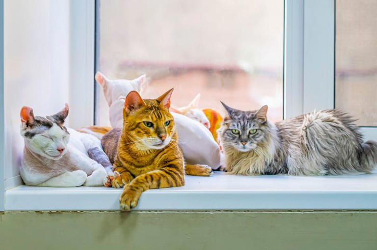 Vet names five best cat breeds for first-time owners including a ...