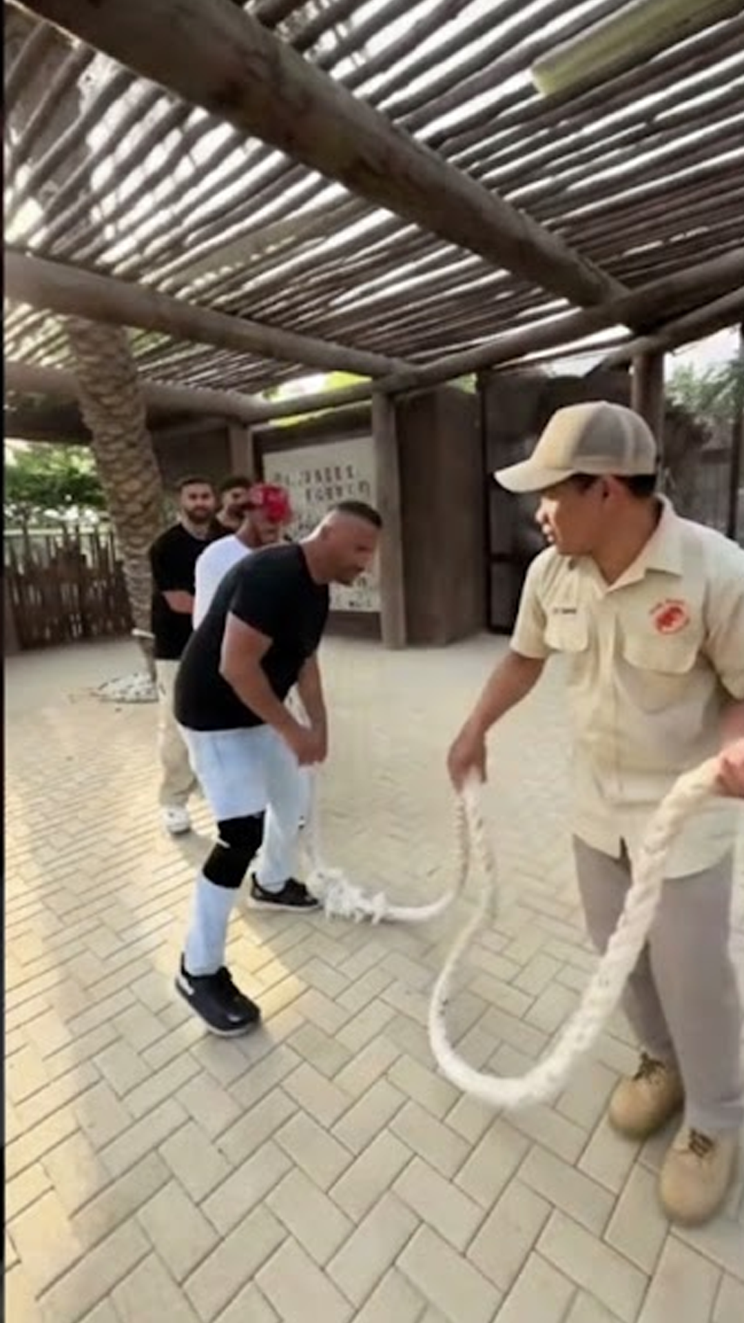 How many people does it take to beat a liger in tug of war?