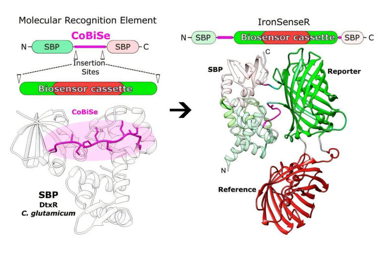 Novel biosensor enables real-time tracking of iron (II) in living cells