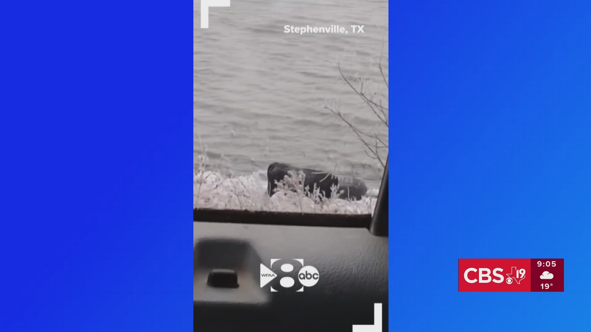 2 men jump into freezing Texas lake to save cow