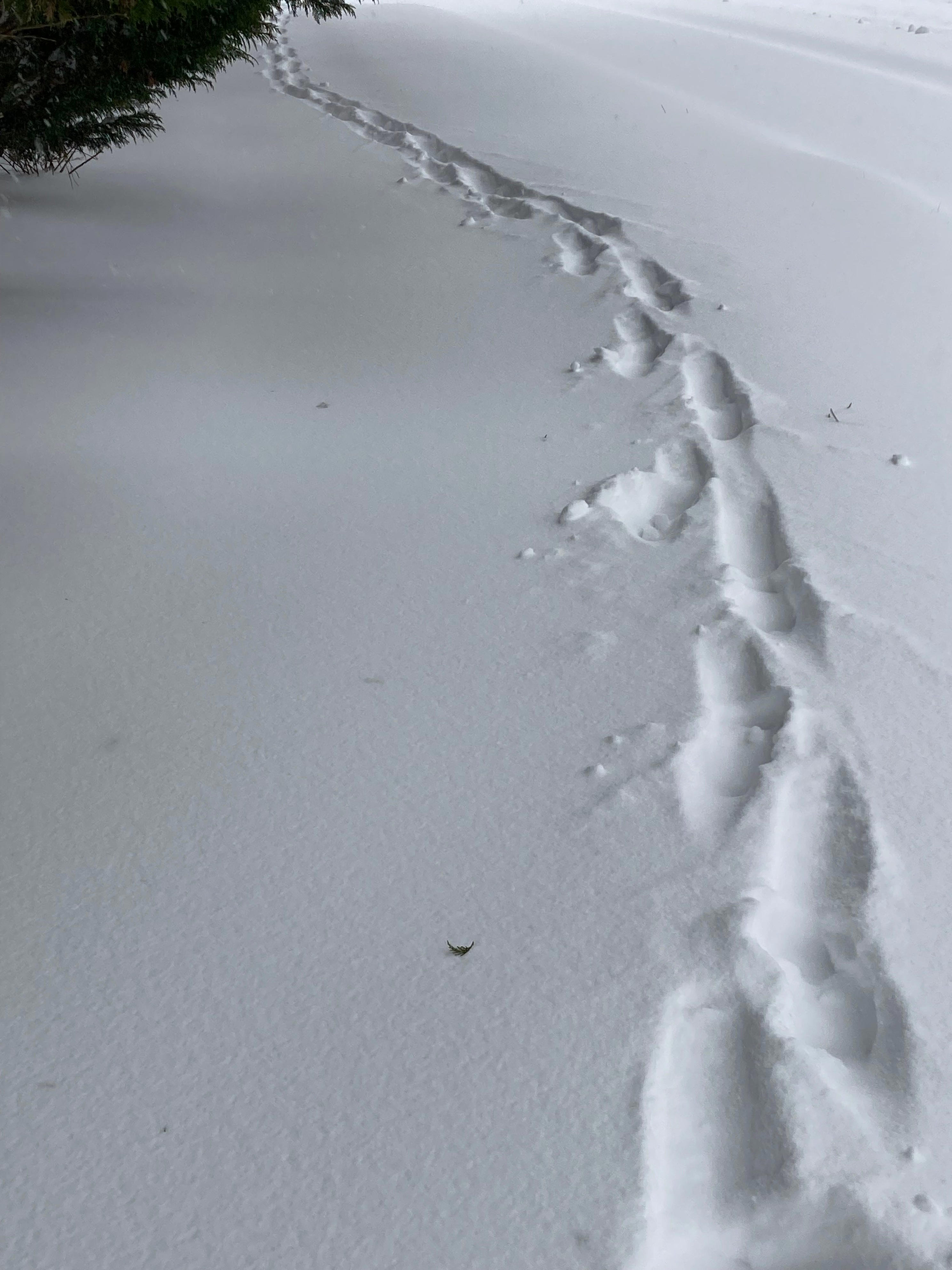 How much snow has fallen in Virginia? See snow totals by address