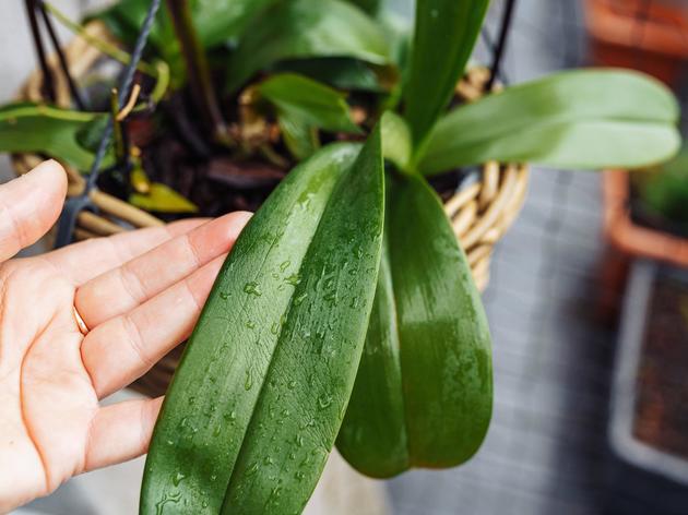 Orchideen Klebrige Tropfen