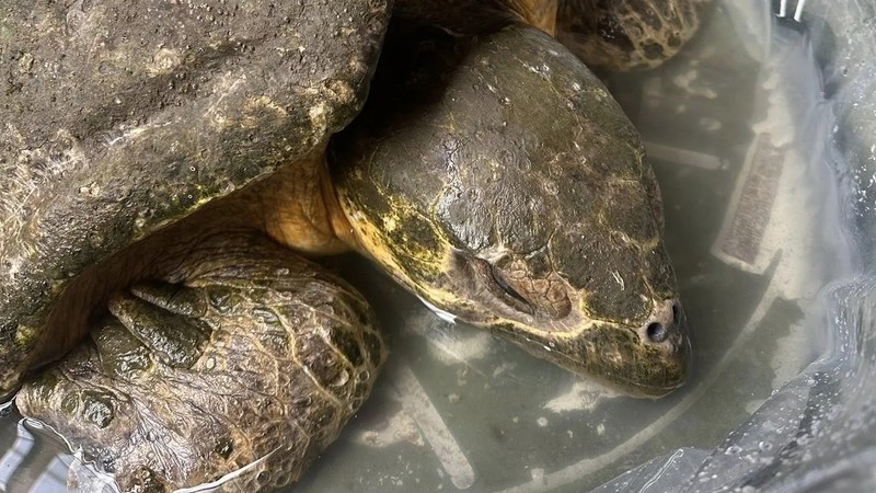 Finley the rescued turtle makes remarkable recovery at uShaka Sea World