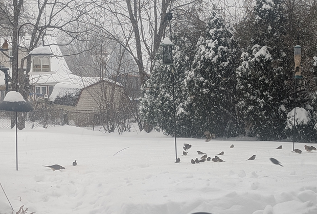 Photos: Marylanders make the most of winter storm