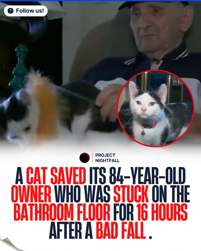 His name is Fluffy! And he's a true hero! Ron Williams, an 84-year-old ...