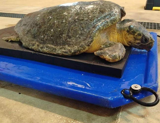 Finley the rescued turtle makes remarkable recovery at uShaka Sea World