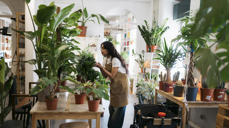 The fast-growing indoor plant that turns heads with stunning rose ...