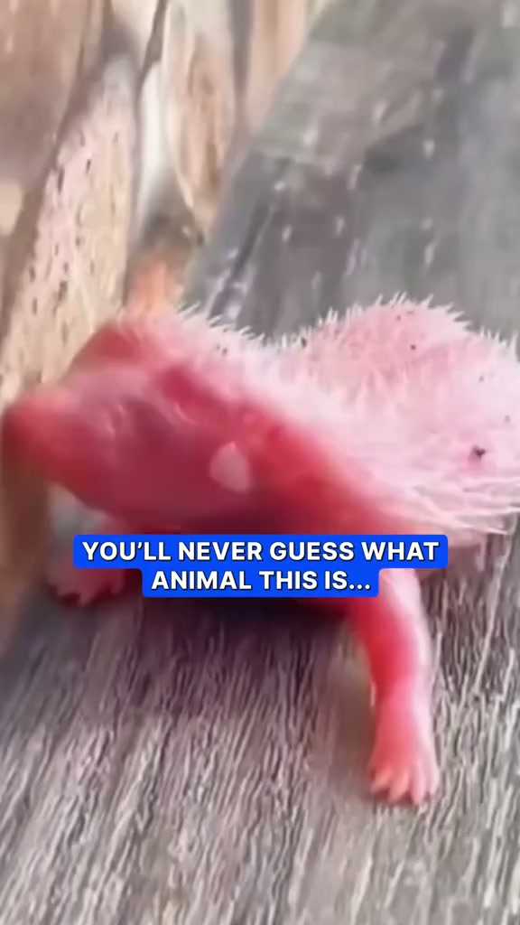 Newborn animal looks dramatically different after birth