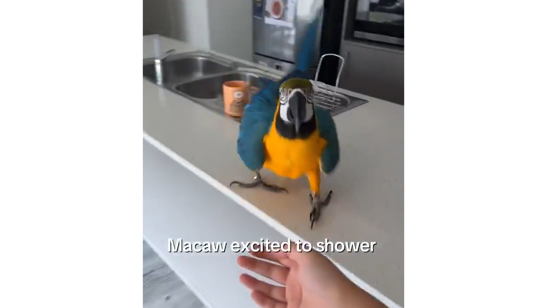 Macaw excited to take a bath 😁