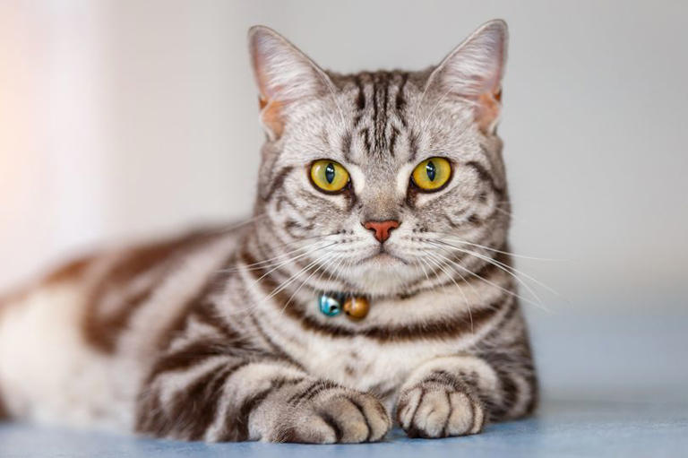 Vet names five best cat breeds for first-time owners including a ...